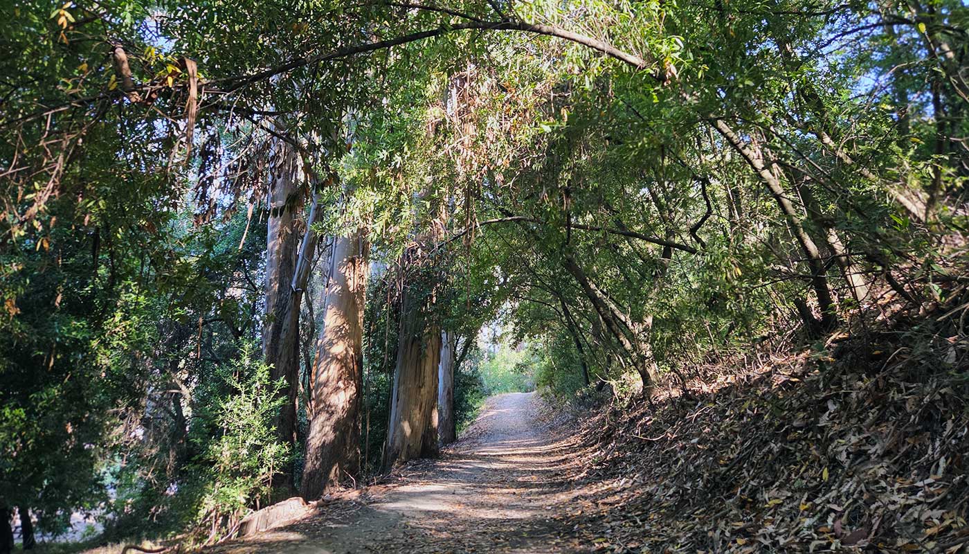 Adaptive Trailcraft: Foundations for Chronic Trail Healing