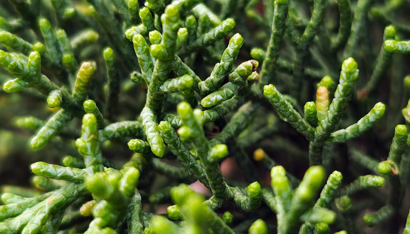 Micro Rituals: Small Practices for Presence and Healing